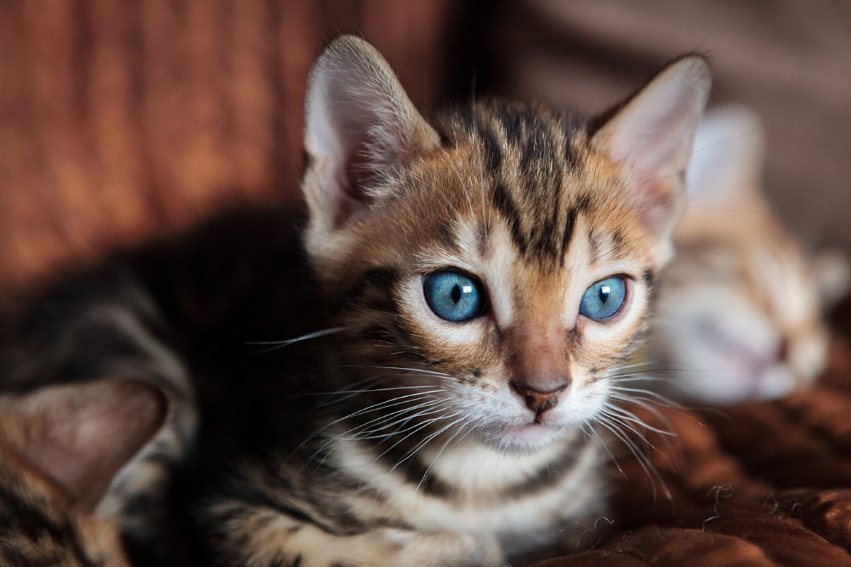 Les 7 races de chats les plus chères du monde (avec les photos ...